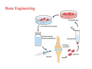 Tissue engineering for bone, skin and neural tissue | PPTX