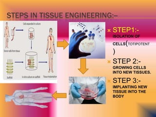 Tissue engineering by Anwesha Banerjee | PPT