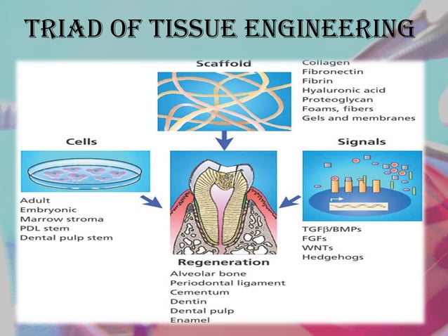 Tissue engineering in periodontics | PPT