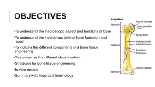 Tissue engineering of bone | PPTX