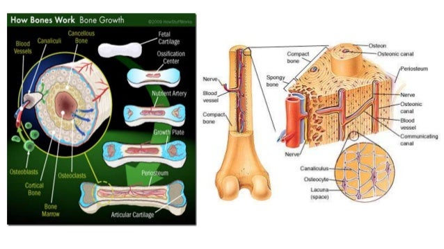 Tissue engineering of bone