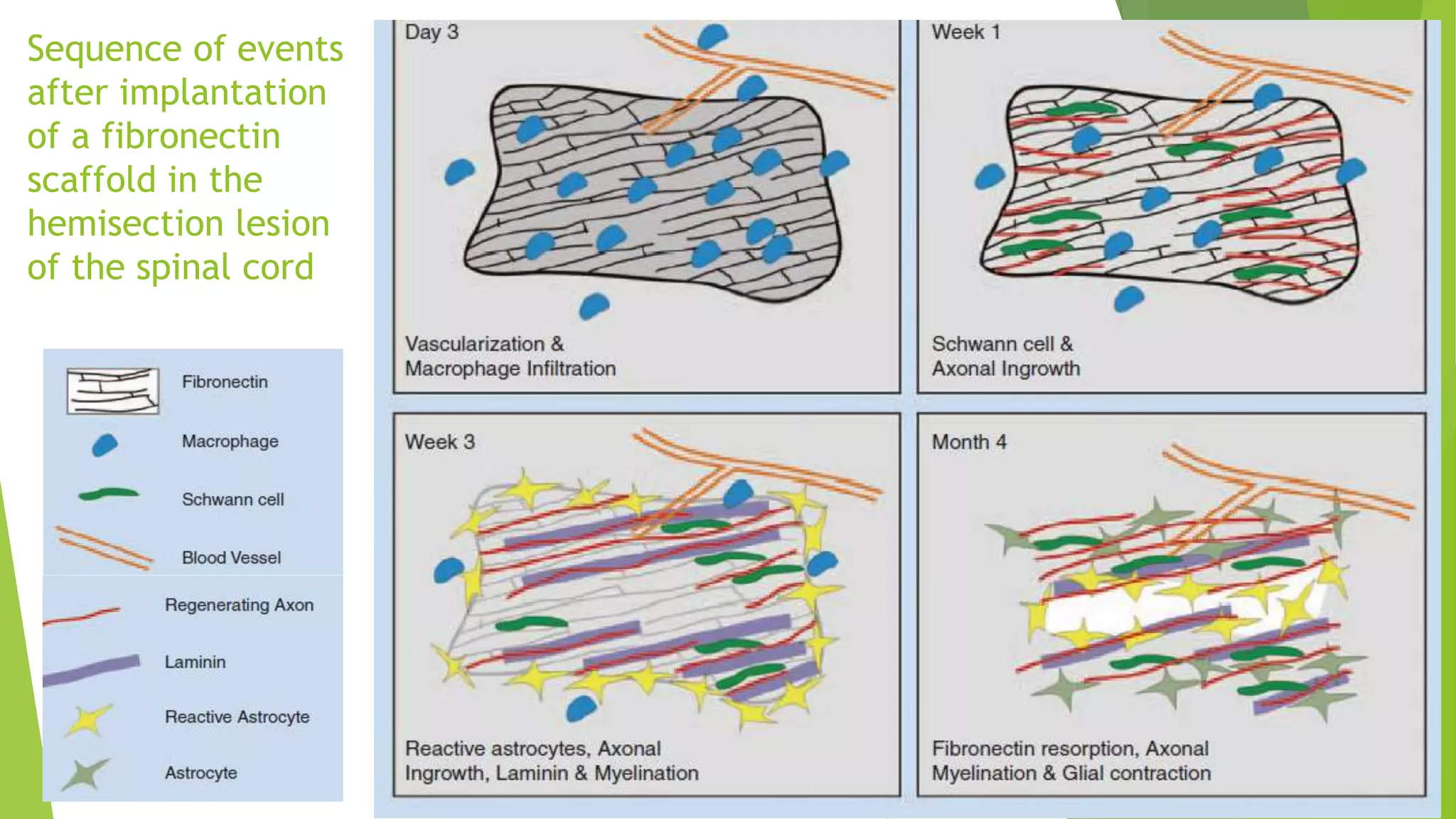 Tissue engineering of nervous system | PPTX