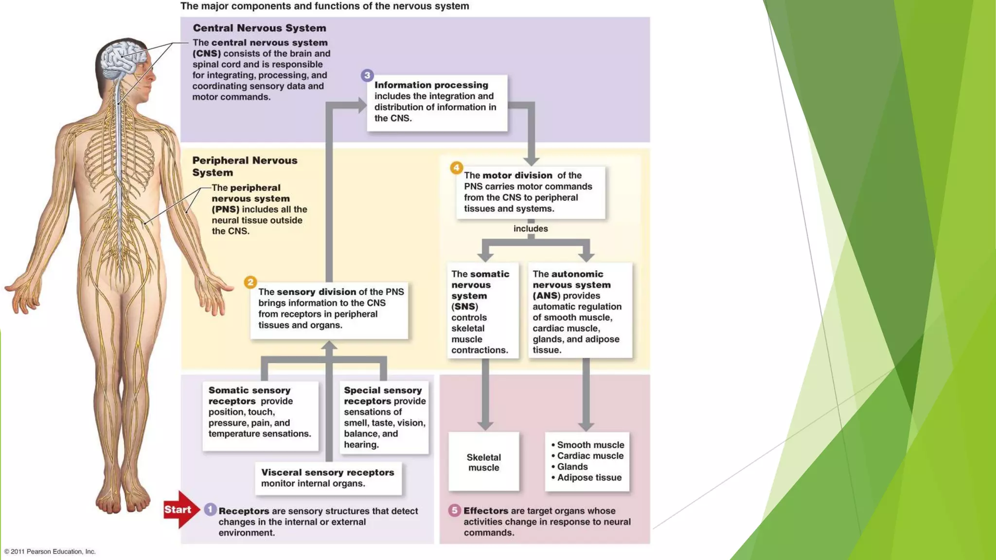 Tissue engineering of nervous system | PPTX