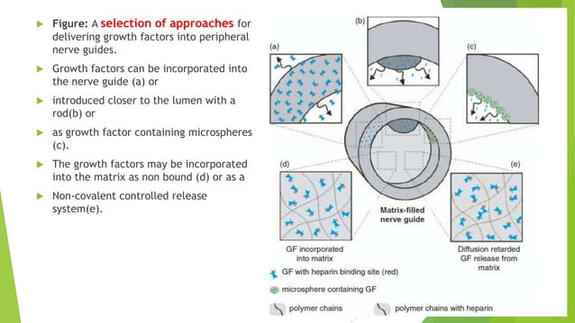 Tissue engineering of nervous system | PPTX | Brain and Nervous System ...