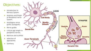 Tissue engineering of nervous system | PPTX