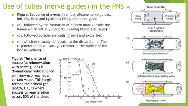 Tissue engineering of nervous system | PPTX | Brain and Nervous System ...