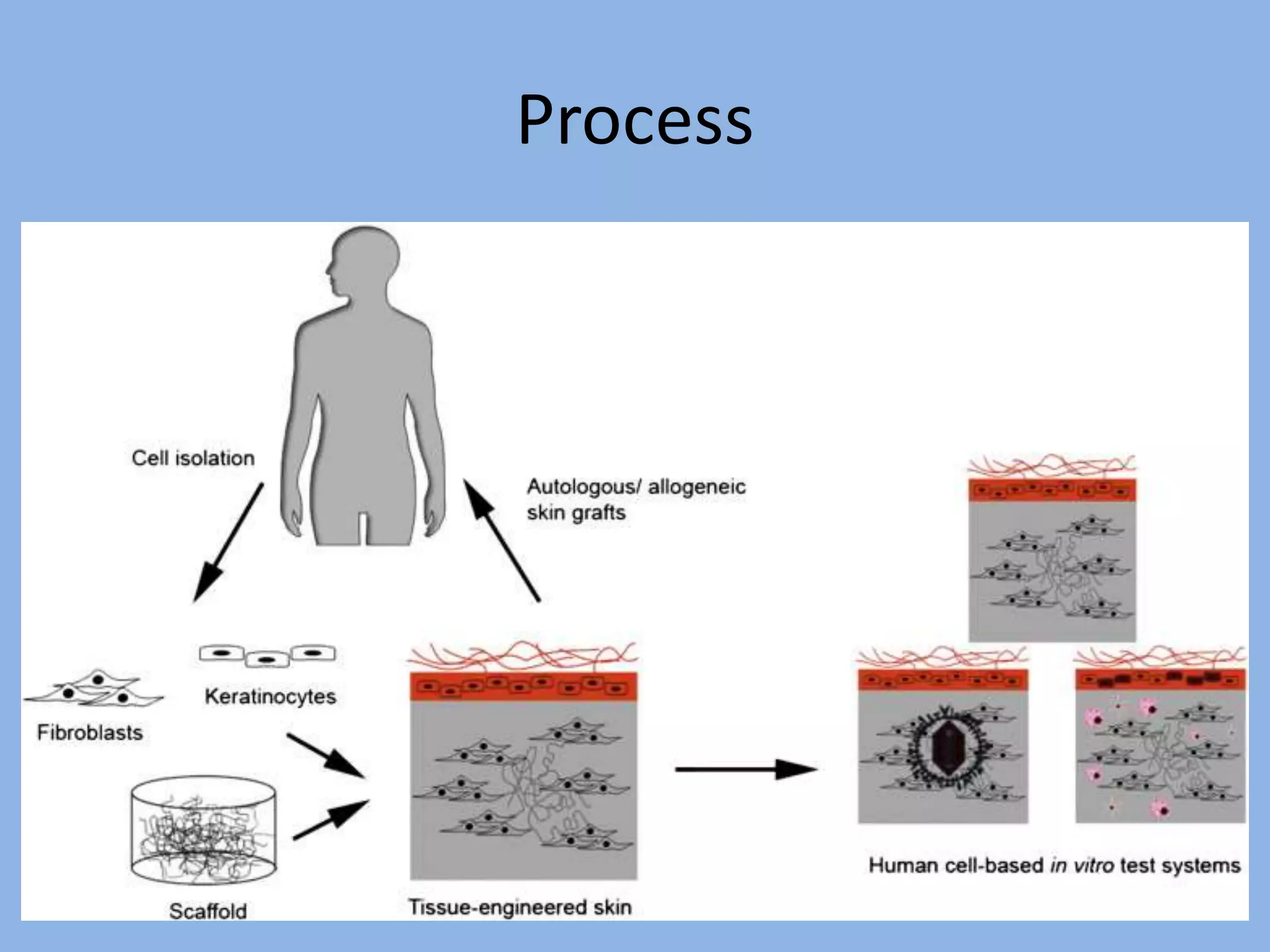 Tissue Engineering of the Skin.ppt