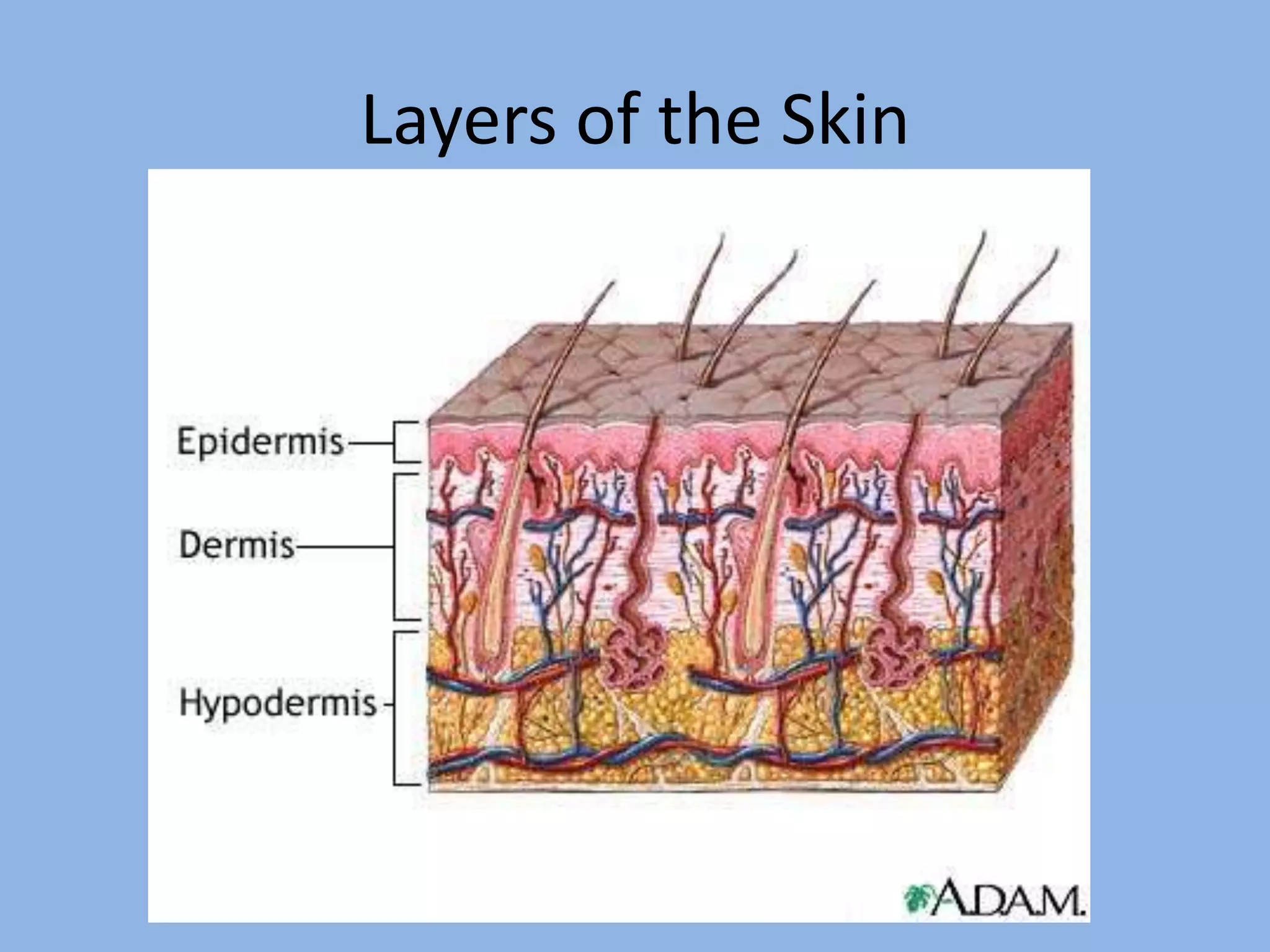 Tissue Engineering of the Skin.ppt