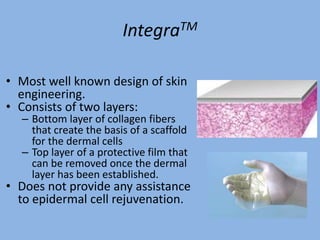 Tissue Engineering of the Skin.ppt