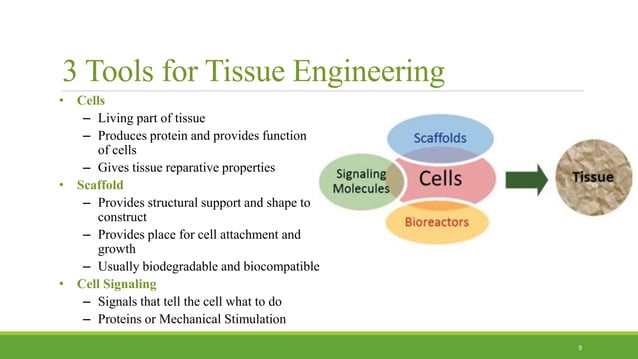 Tissue Engineering: Scaffold Materials | PPTX | Biotech and Biomedical ...