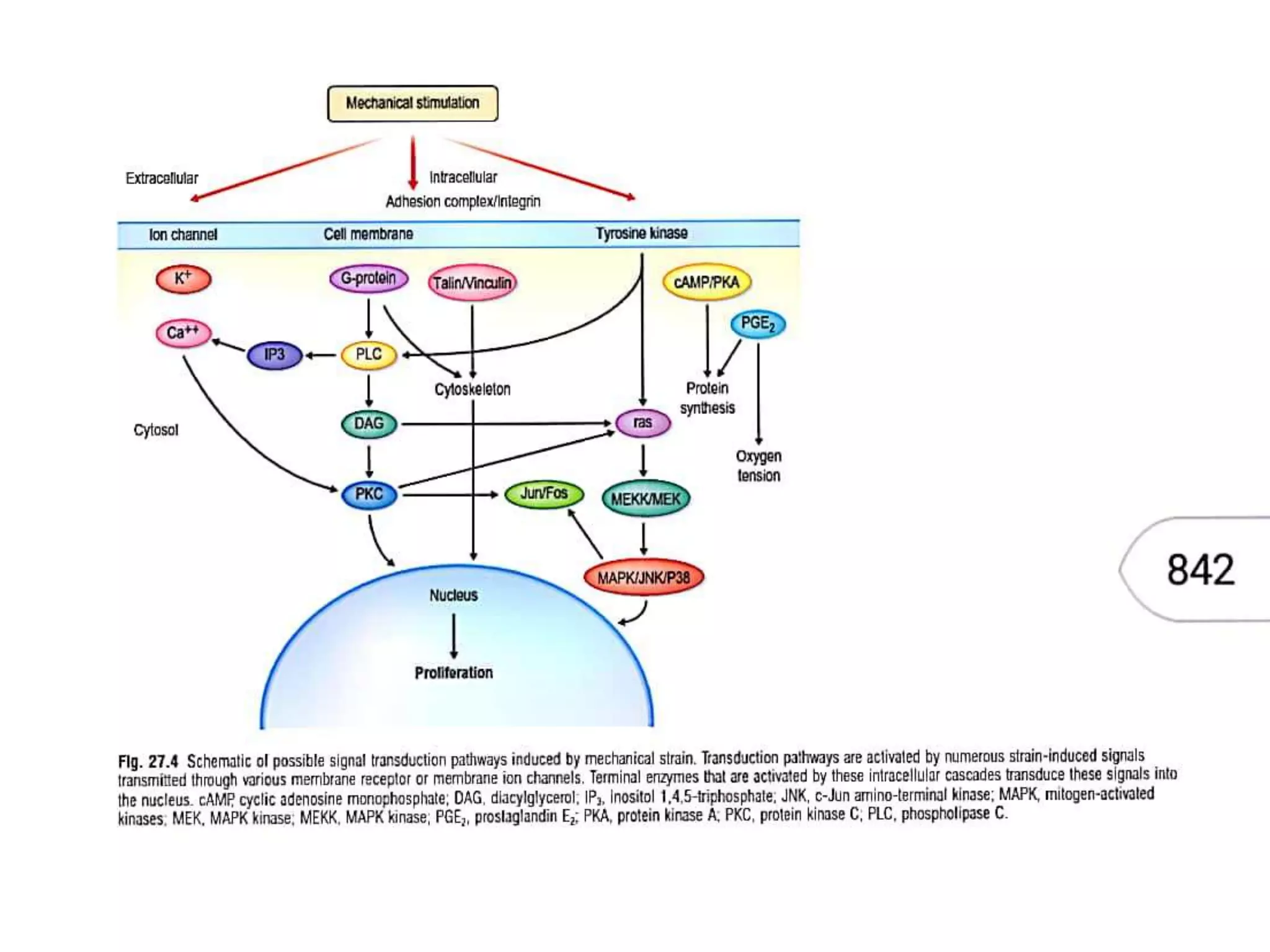 Tissue expansion | PPTX