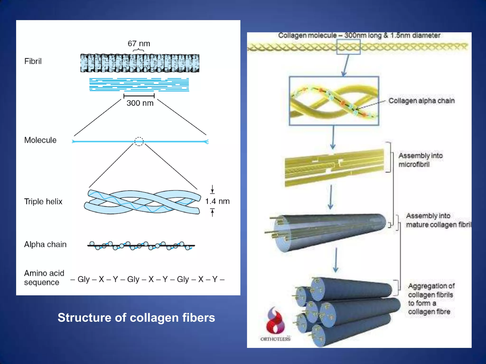 Collagen -Structure and Function | PDF