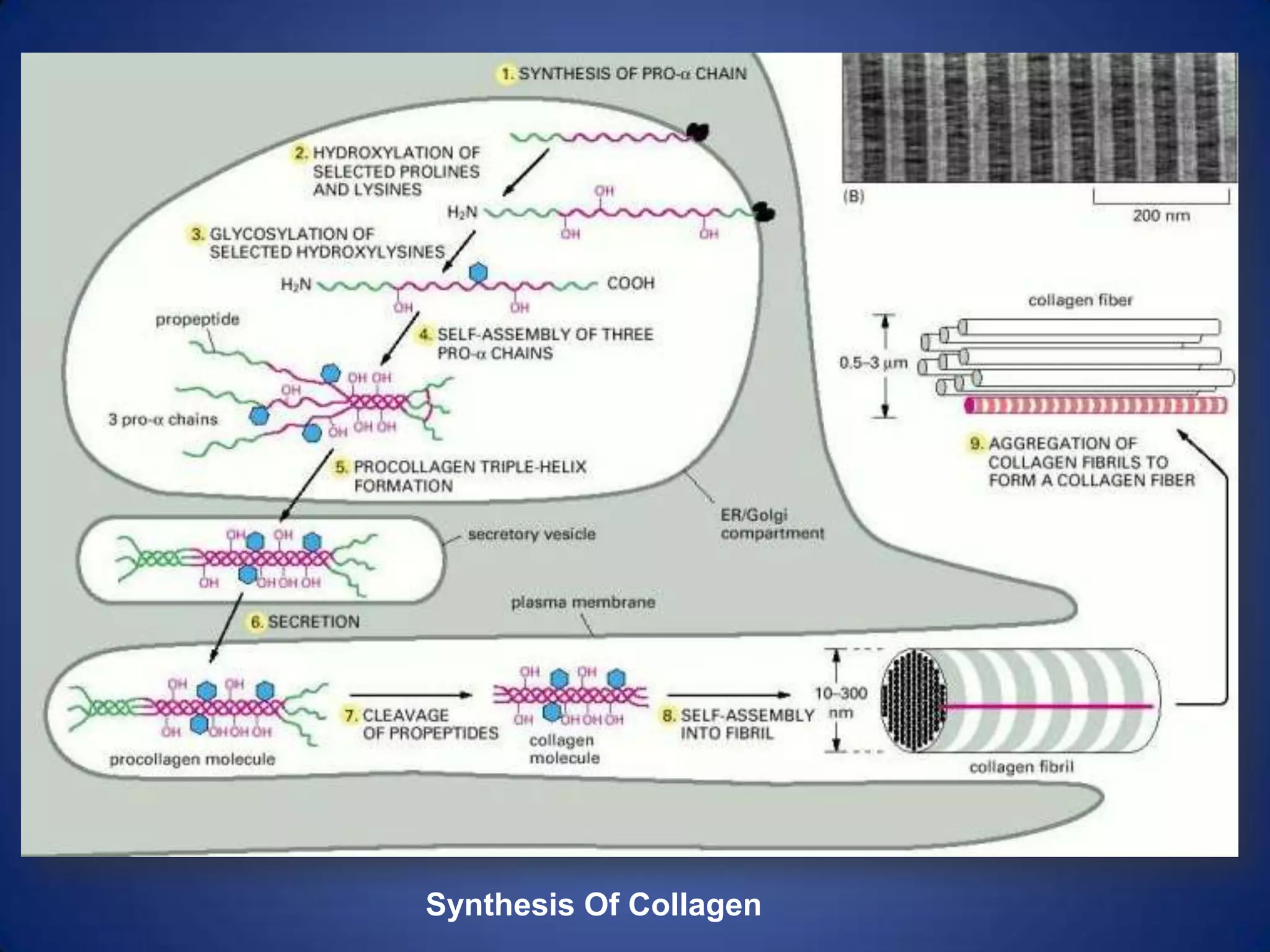 Collagen -Structure and Function | PDF