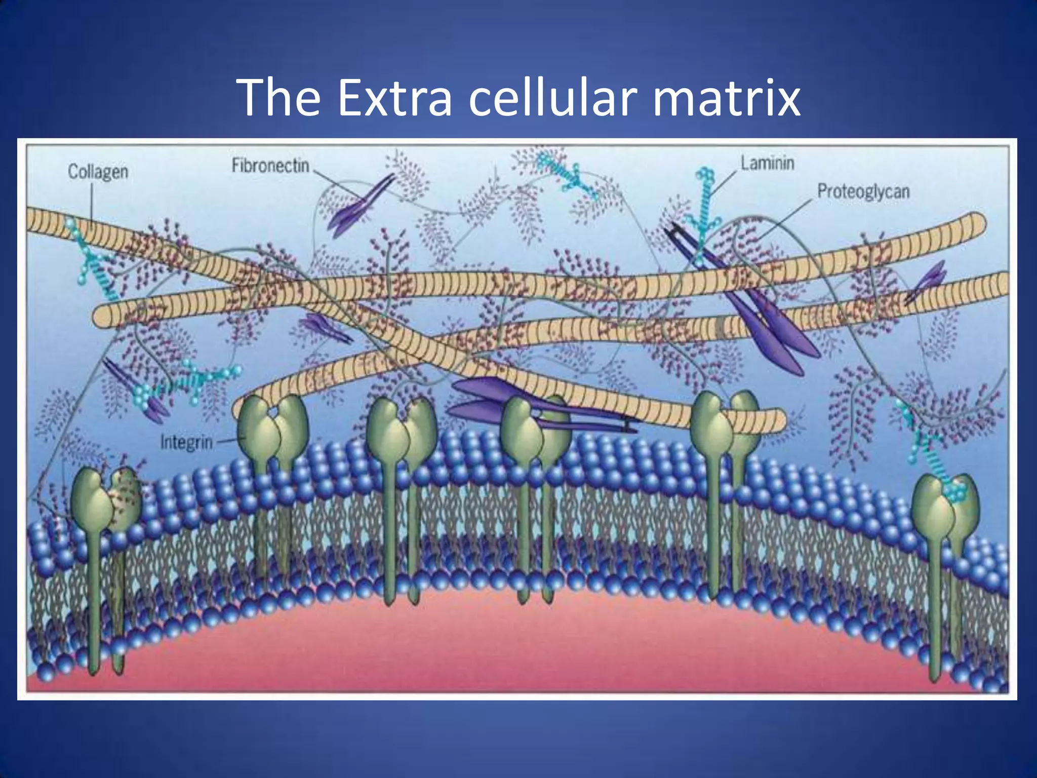 Collagen -Structure and Function | PDF