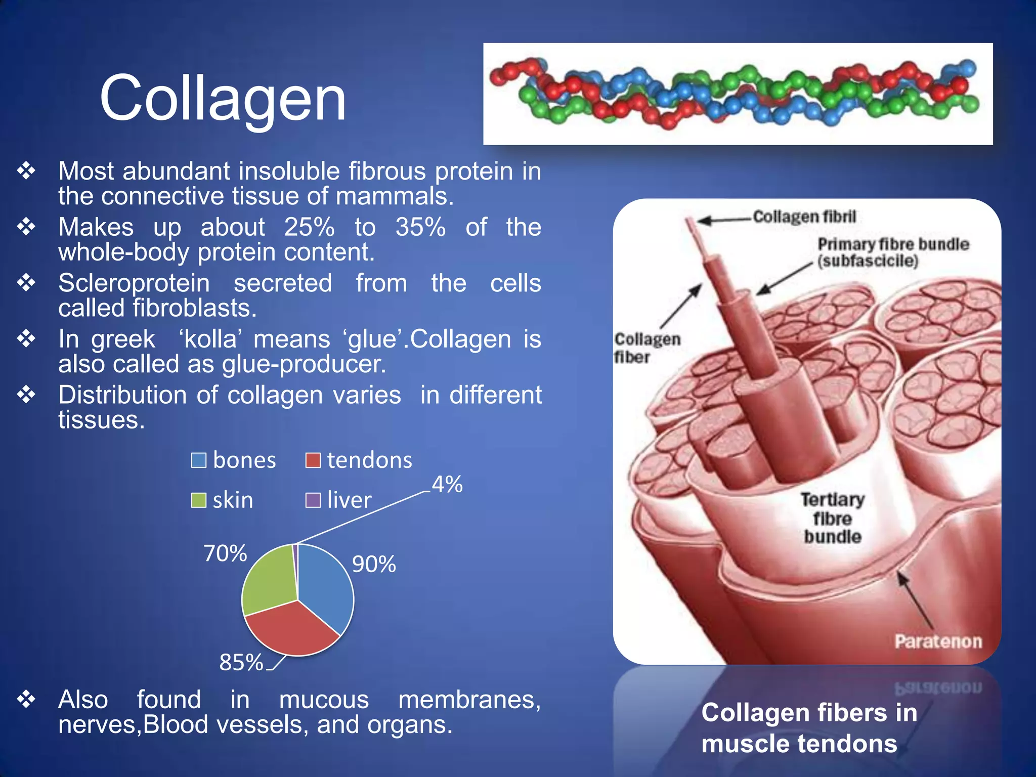 Collagen -Structure and Function | PDF