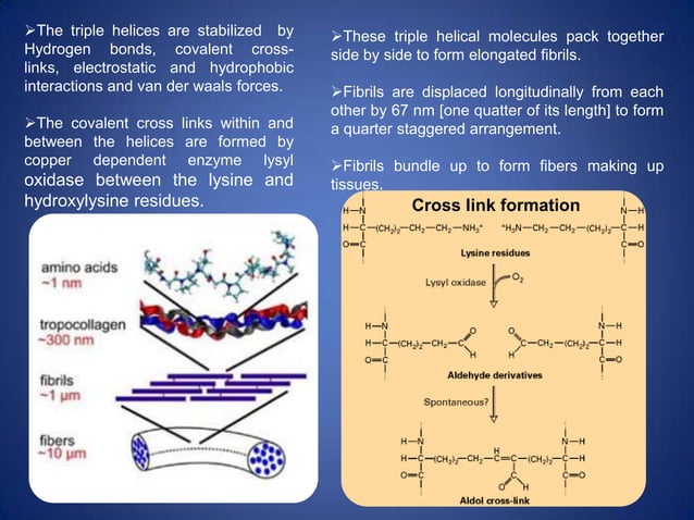 Collagen -Structure and Function | PDF | Chemistry | Science