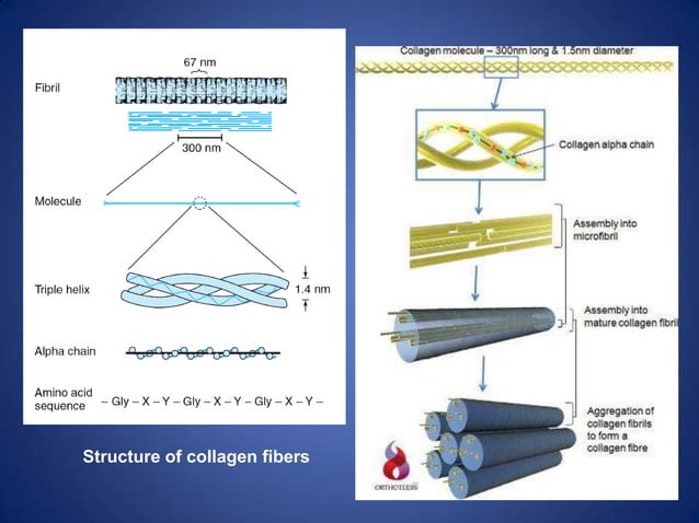 Collagen -Structure and Function | PDF | Chemistry | Science