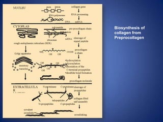 Collagen -Structure and Function | PDF