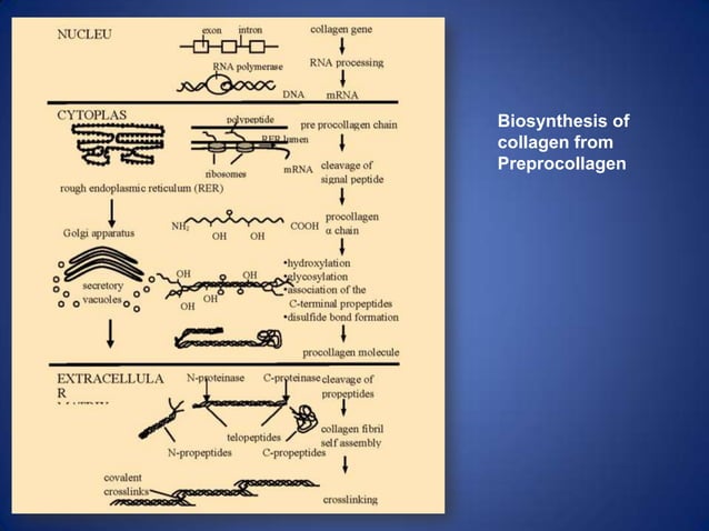 Collagen -Structure and Function | PDF | Chemistry | Science