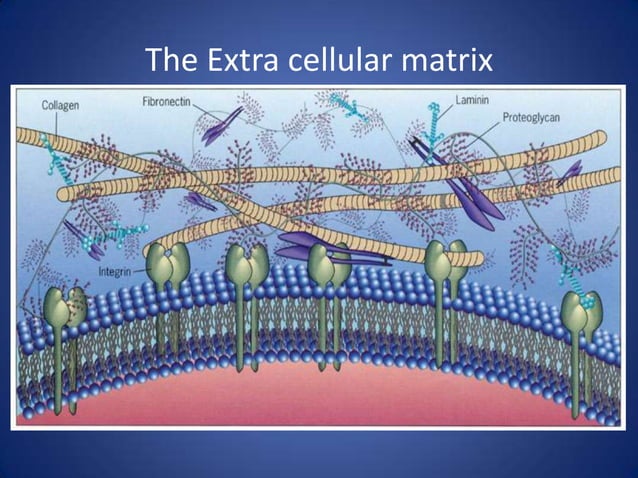 Collagen -Structure and Function | PPT