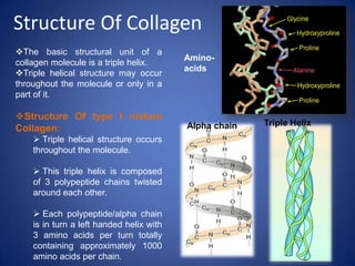 Collagen -Structure and Function | PDF