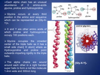 Collagen -Structure and Function | PDF