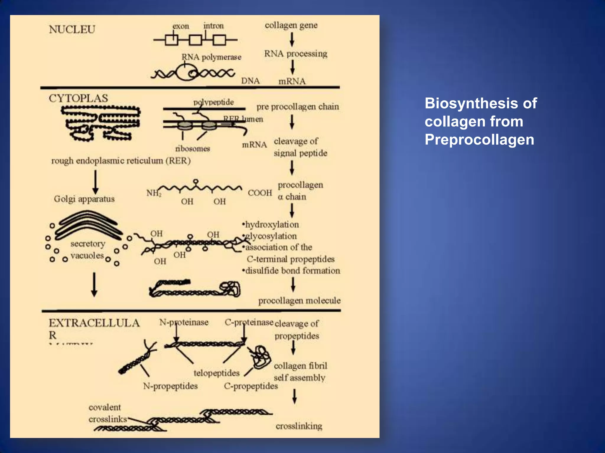 Collagen! - The connective Tissue Protein | PPTX