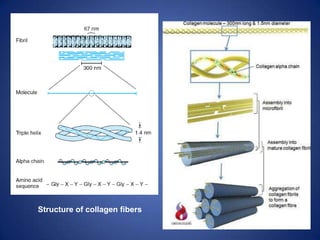 Collagen! - The connective Tissue Protein | PPTX