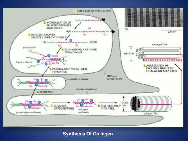 Collagen! - The connective Tissue Protein
