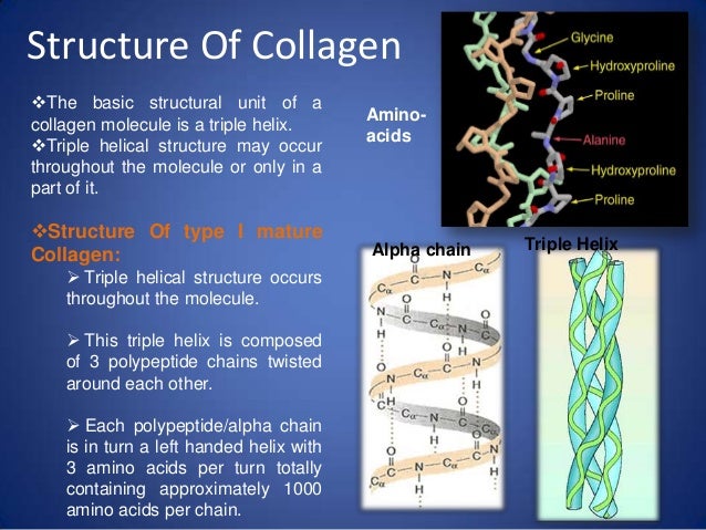 Collagen! - The connective Tissue Protein