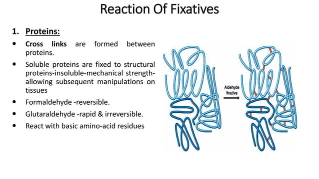 Tissue Fixation Histopathology | PPTX | Chemistry | Science