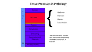 Tissue Fixation Histopathology | PPTX