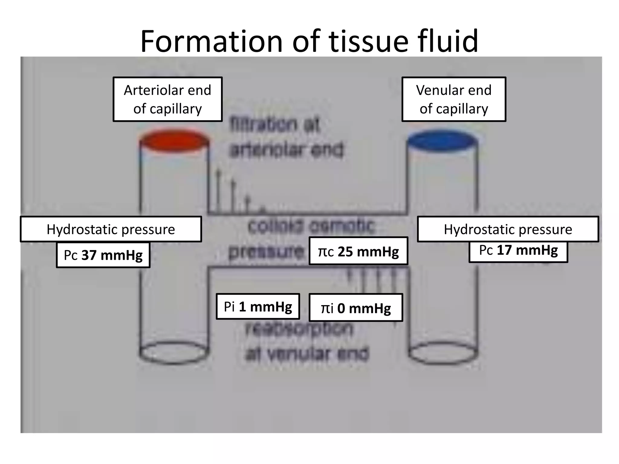 Tissue fluid formation & Edema slideshare | PPTX