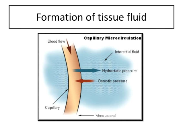 Tissue fluid formation & Edema slideshare | PPTX