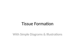 Tissue_Formation_with_Diagrams and .pptx