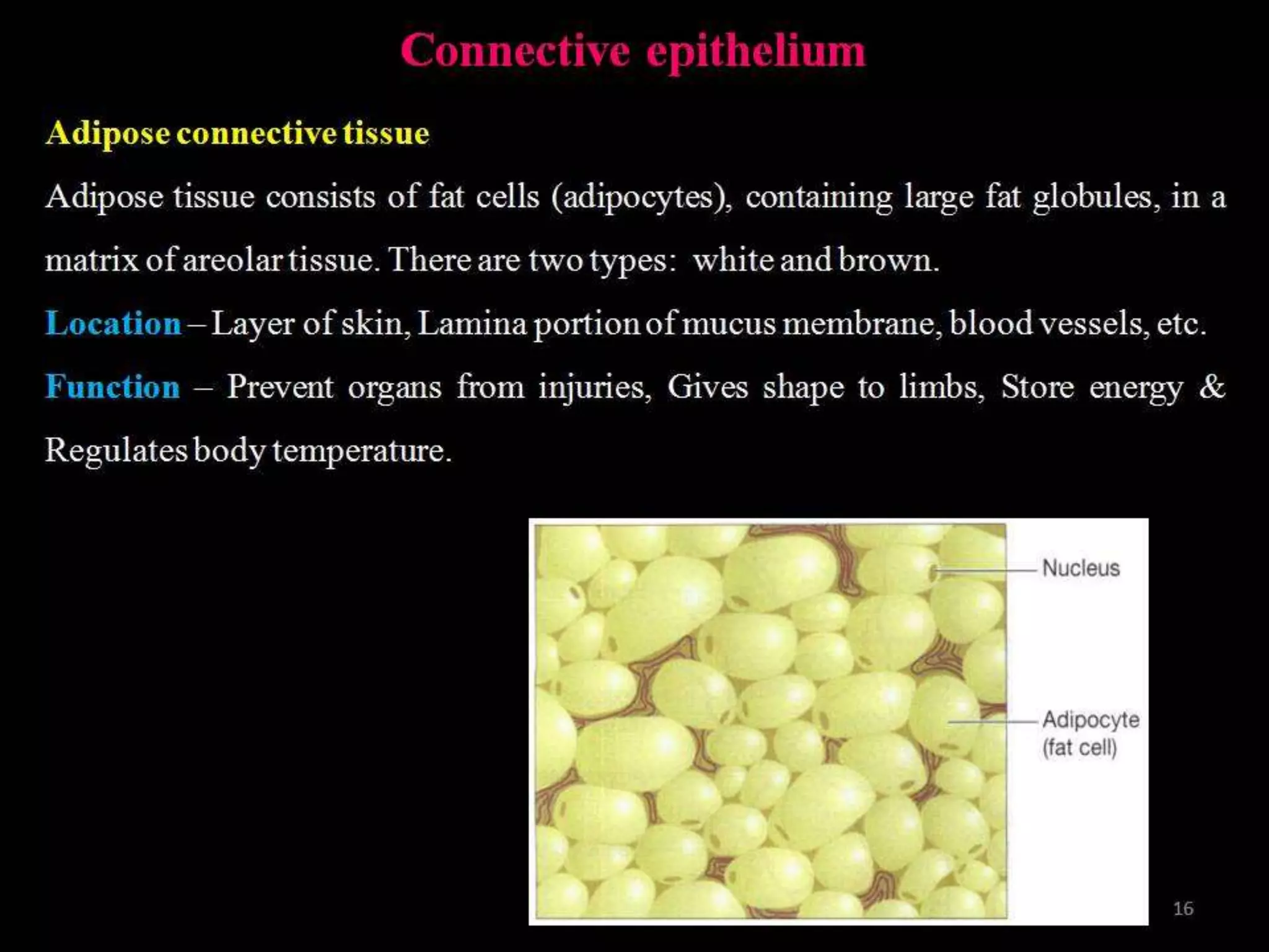 Tissue hap by sughosh | PPT