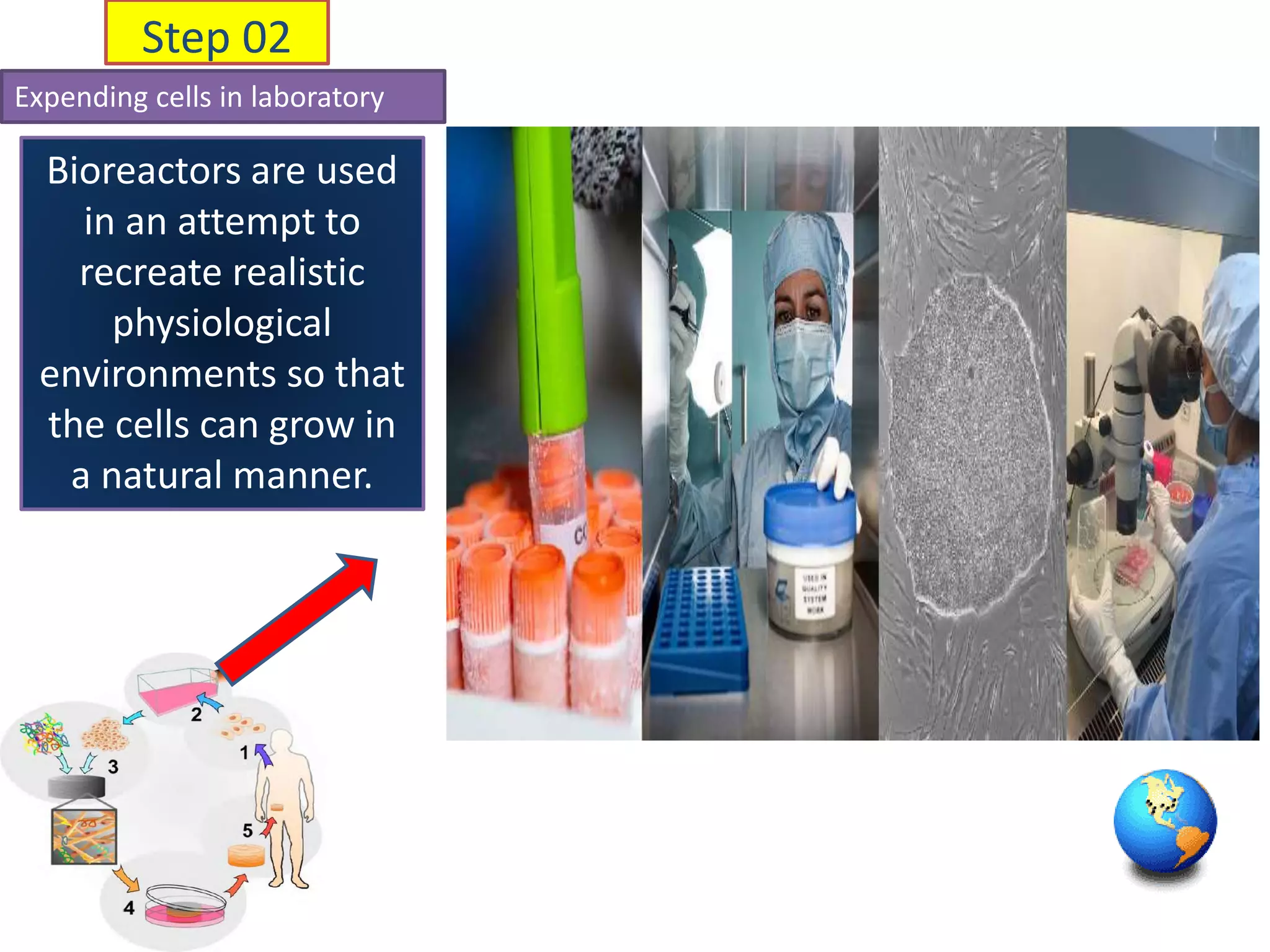 Tissue engineering biotechnology | PPTX