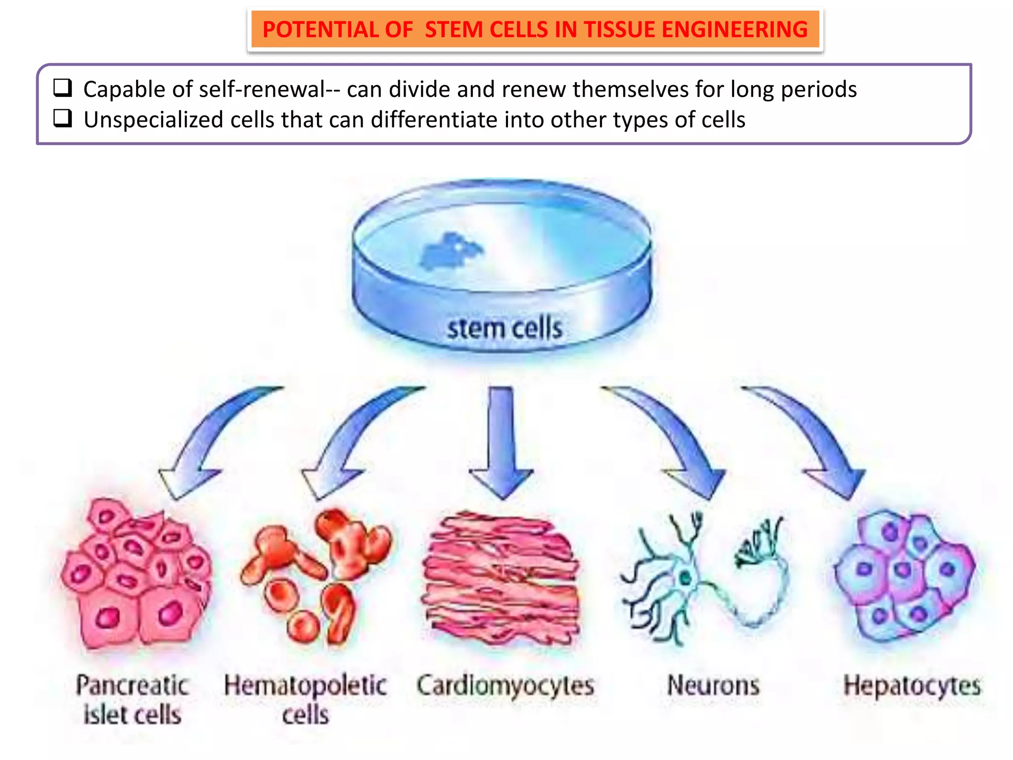 Tissue engineering biotechnology | PPTX