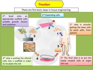 Tissue engineering biotechnology | PPTX
