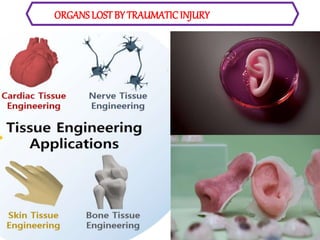 Tissue engineering biotechnology | PPTX