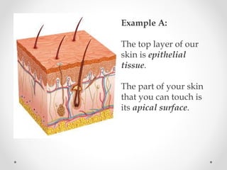 Tissue intro &_epithelial | PPT