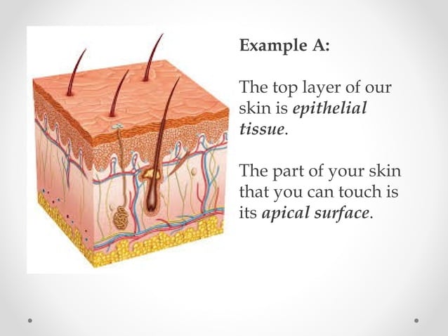 Tissue intro &_epithelial | PPT