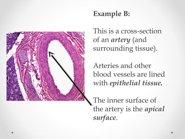Tissue intro &_epithelial | PPT