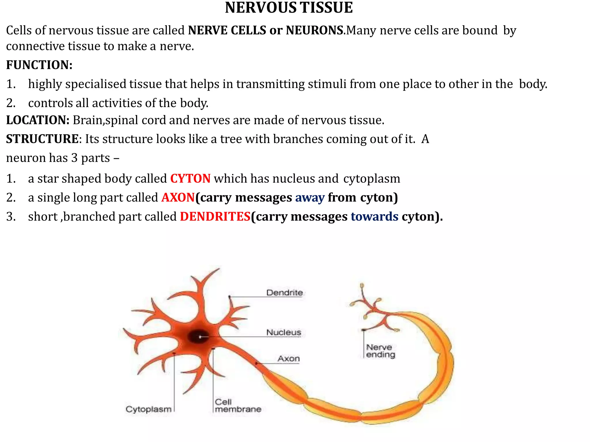 Human Tissue & its types | PDF