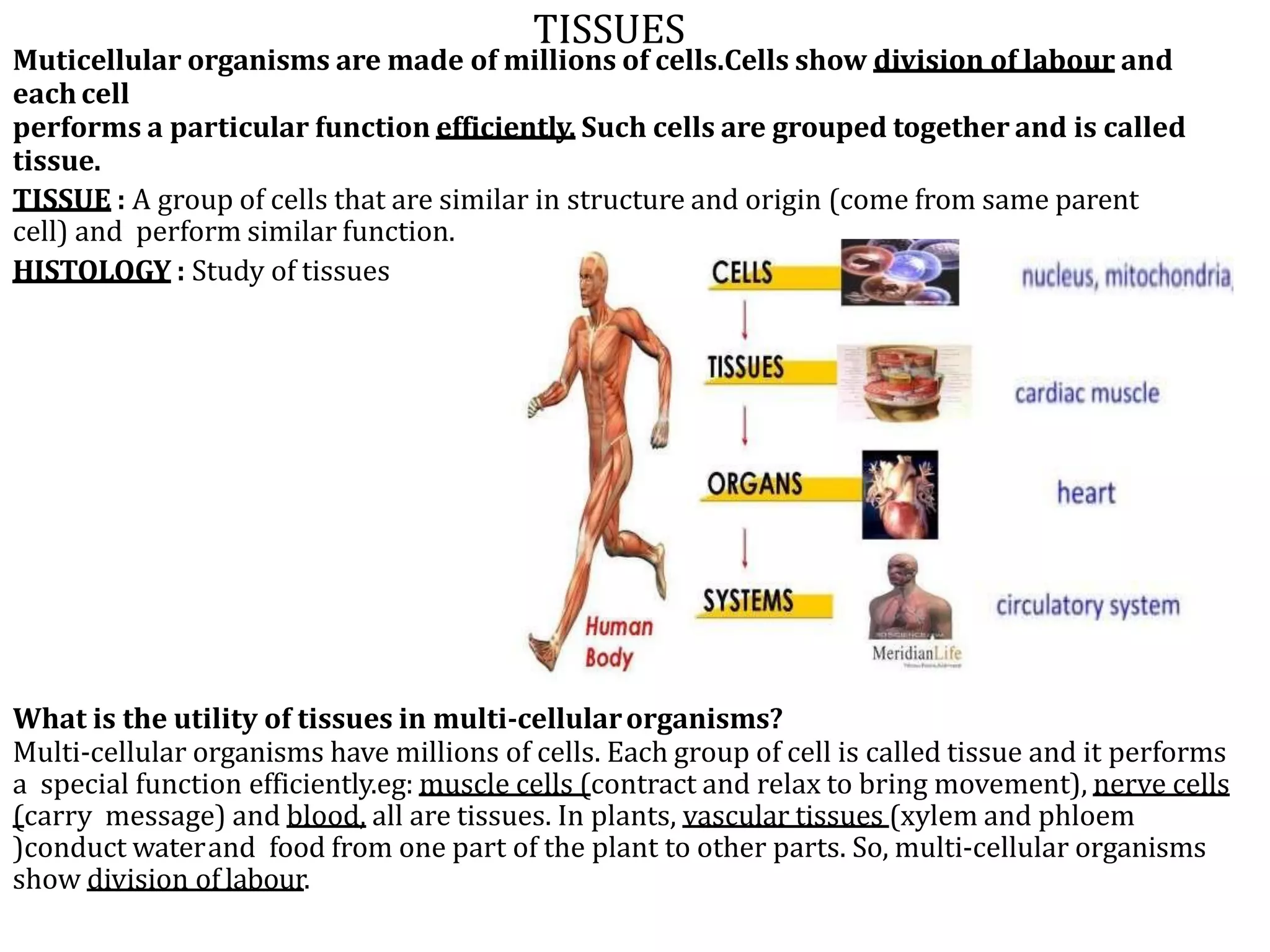 Human Tissue & its types | PDF | Lung and Respiratory Health | Diseases ...