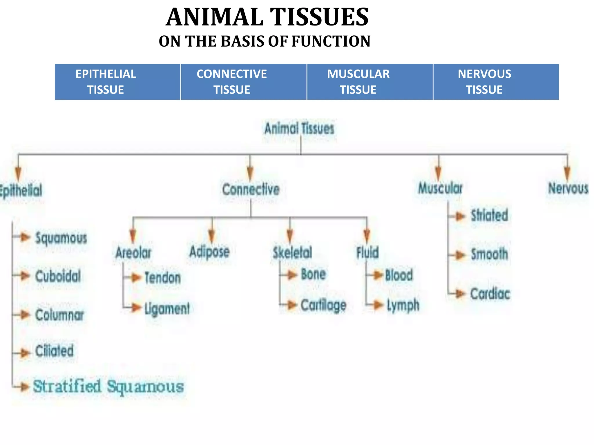 Human Tissue & its types | PDF