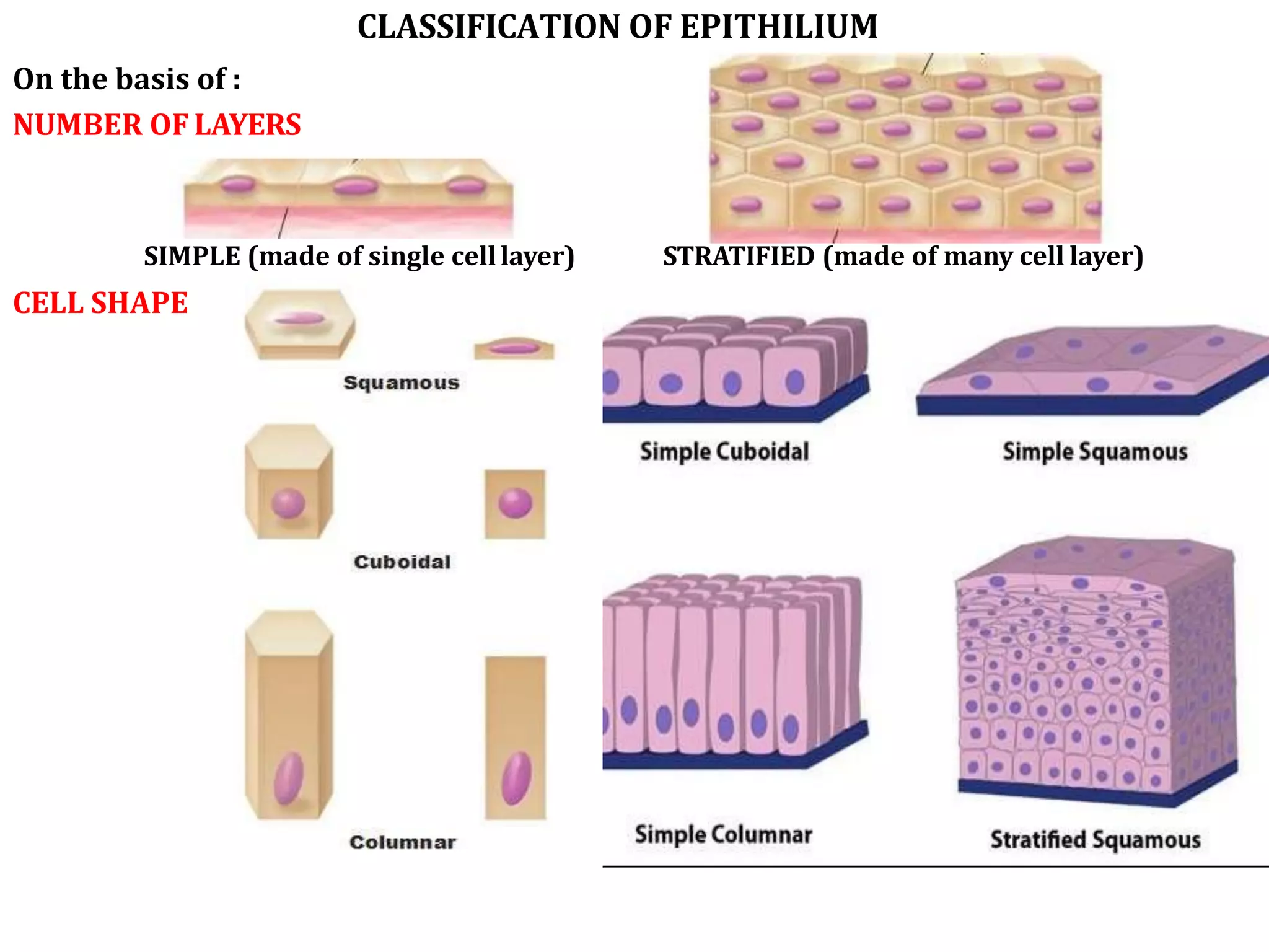 Human Tissue & its types | PDF