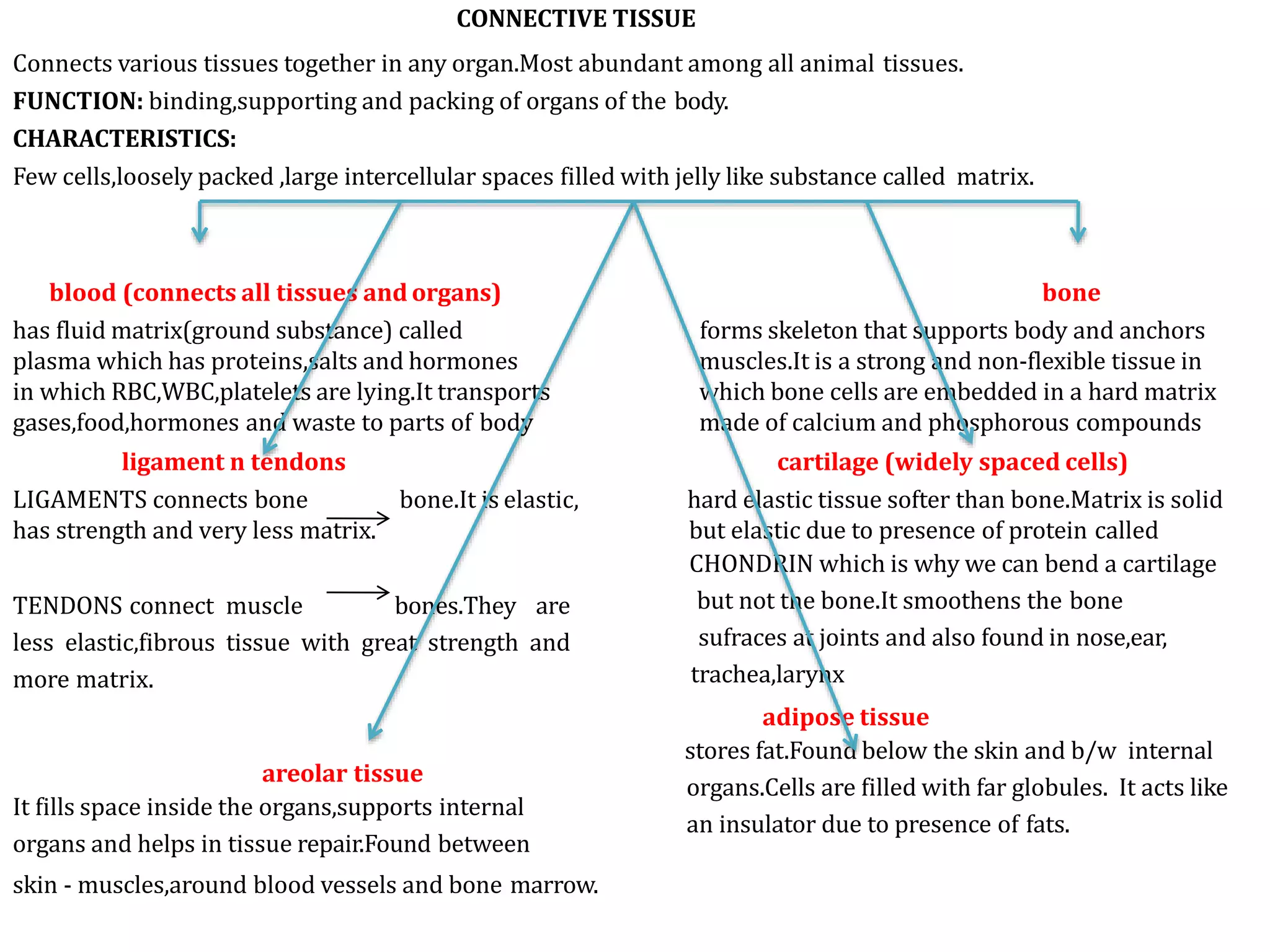 Human Tissue & its types | PDF