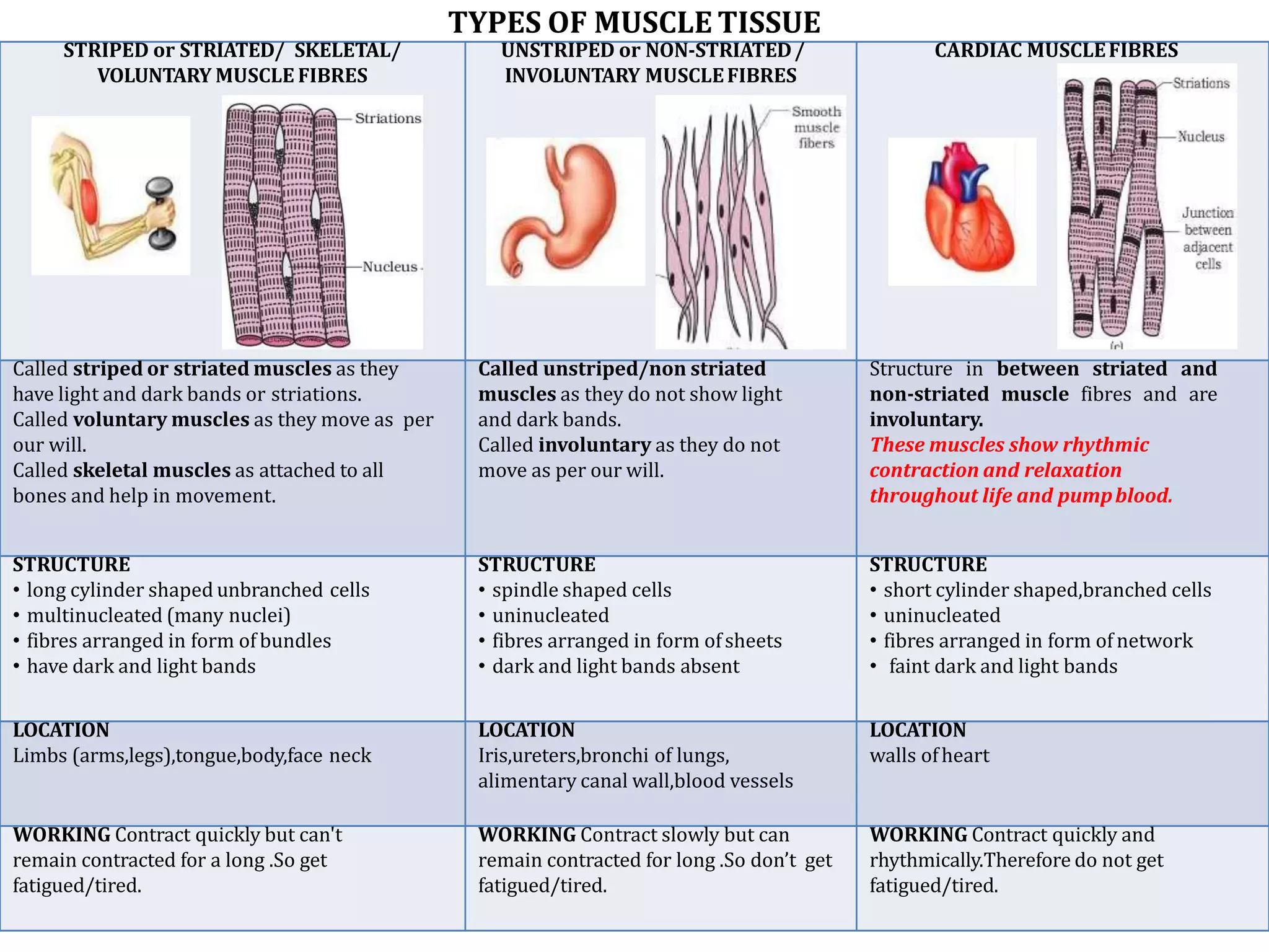 Human Tissue & its types | PDF