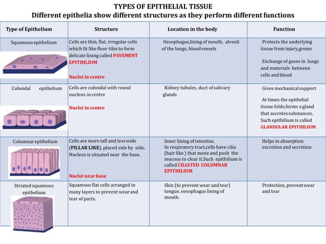 Human Tissue & its types | PDF | Lung and Respiratory Health | Diseases ...